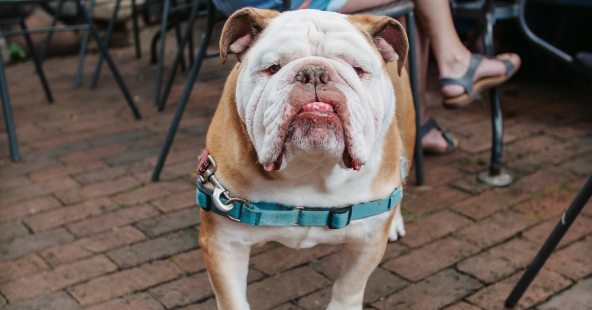Dog-Friendly Saint Paul Patios | Visit Saint Paul