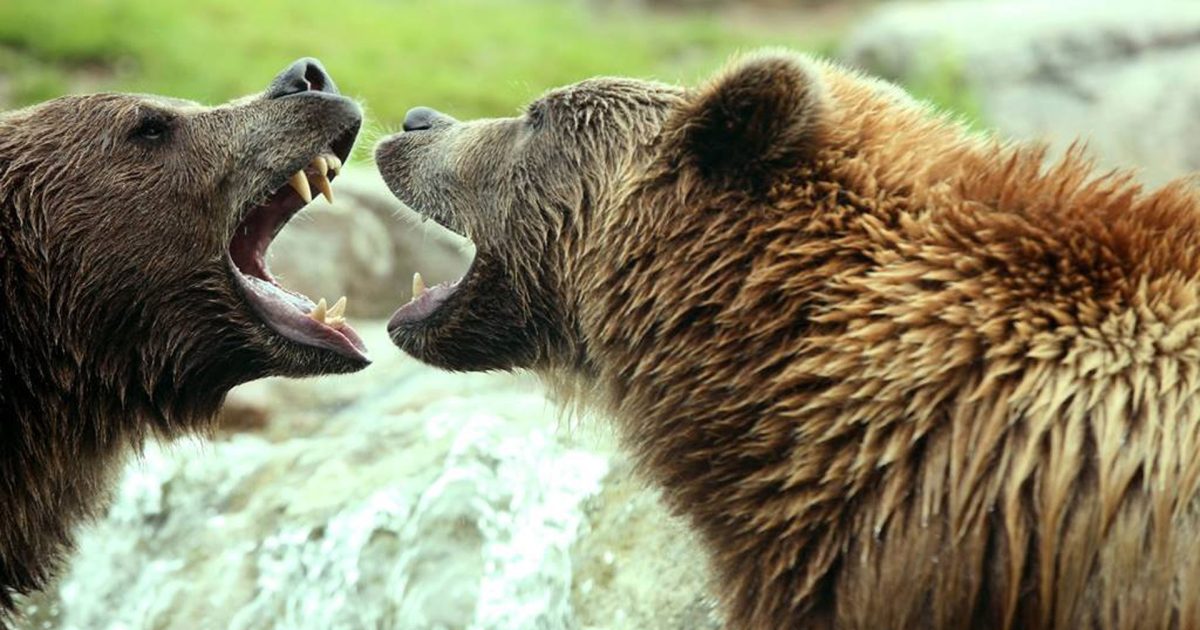 Minnesota Zoo | Visit Saint Paul