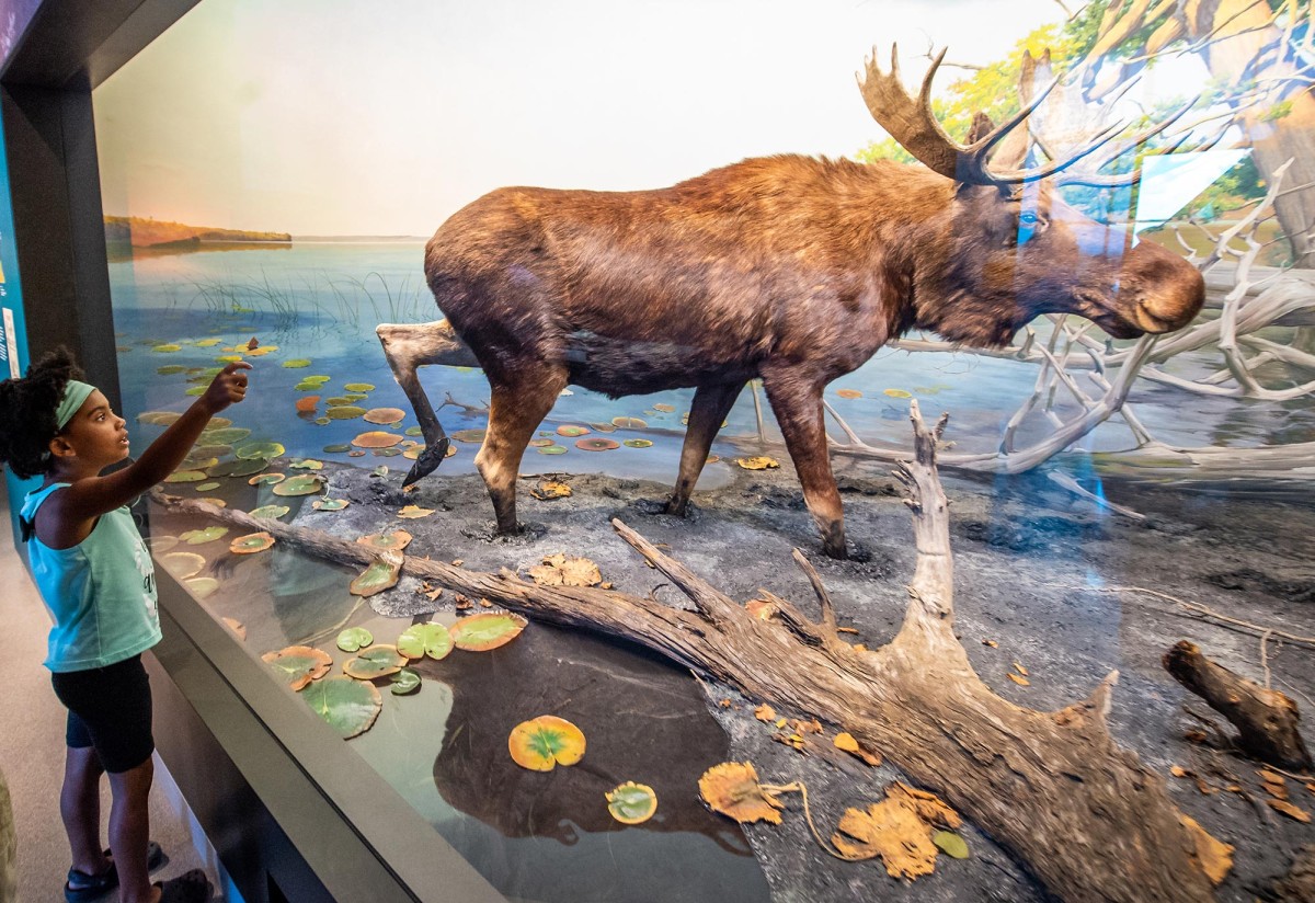 Bell Museum | Visit Saint Paul